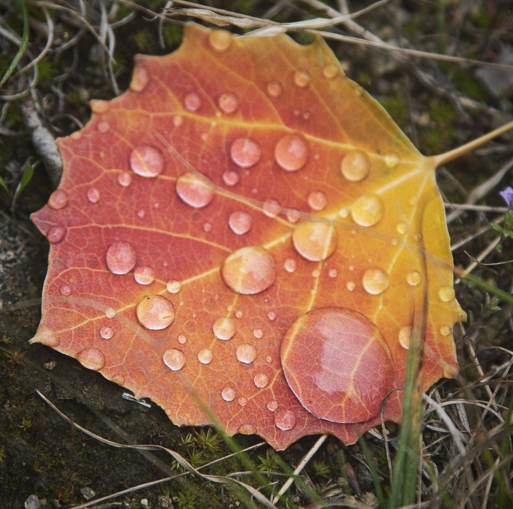 Between Seasons – Westerman Blog